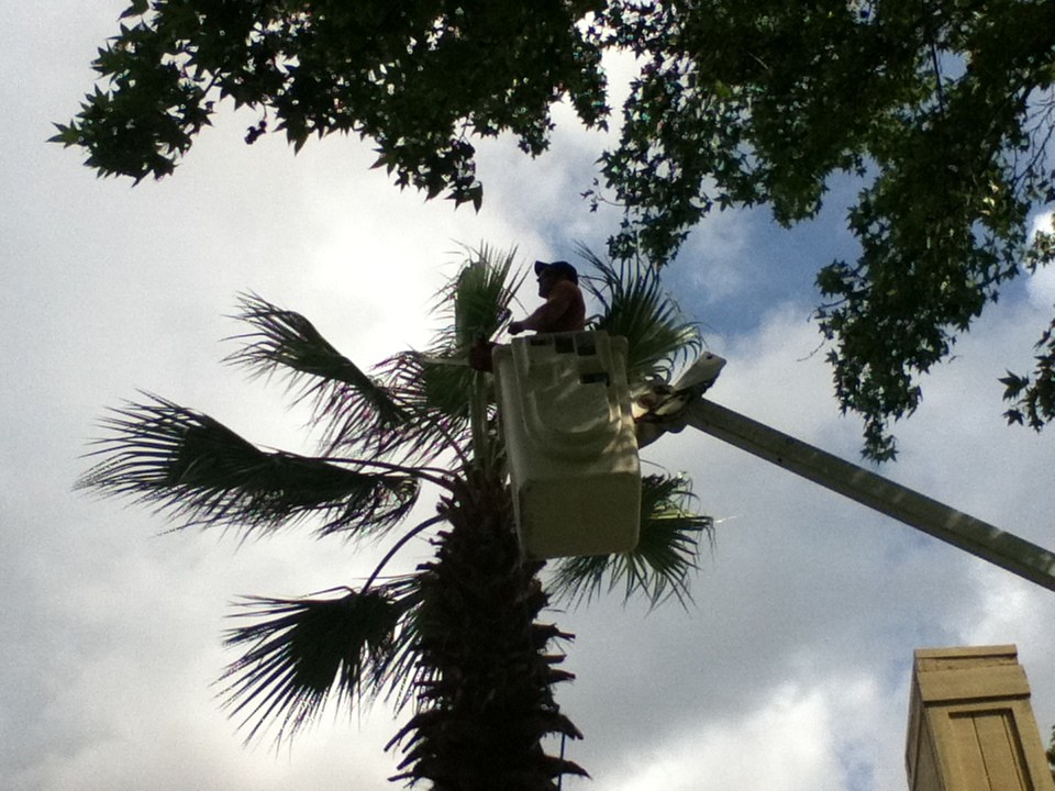 Big Wood Tree Service, Inc - Outdoor & Landscaping Reviews in Rockledge ...